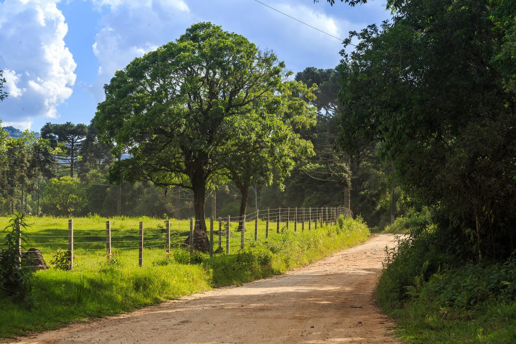 Floresta Ombrófila Mista na região de São Luiz do Purunã